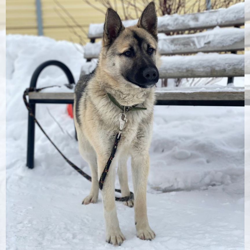 Щенок в добрые руки