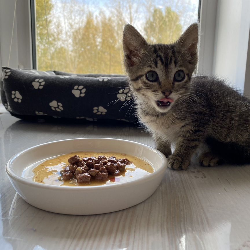 Котята в добрые руки бесплатно