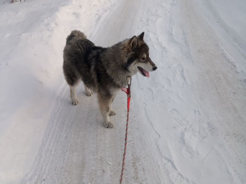 Собака в добрые руки щенок