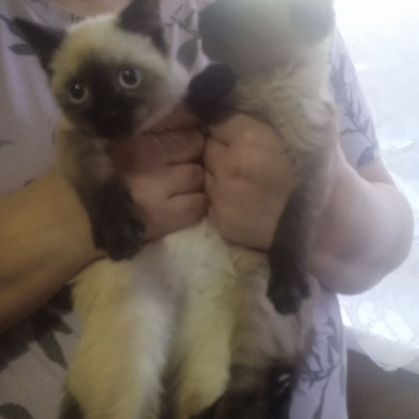 Тайские котята