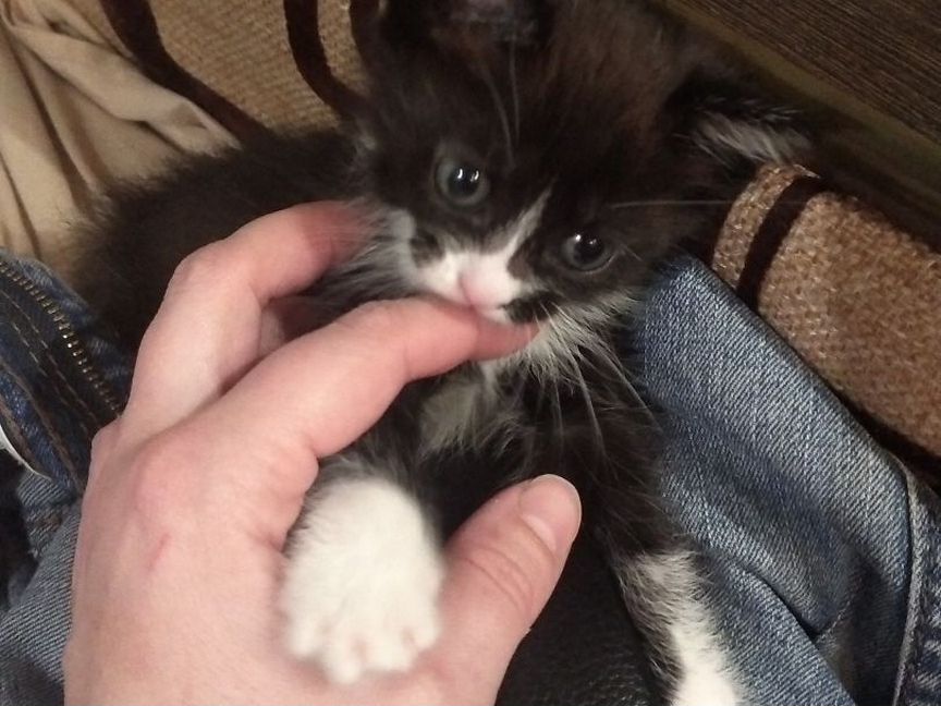 Кошка