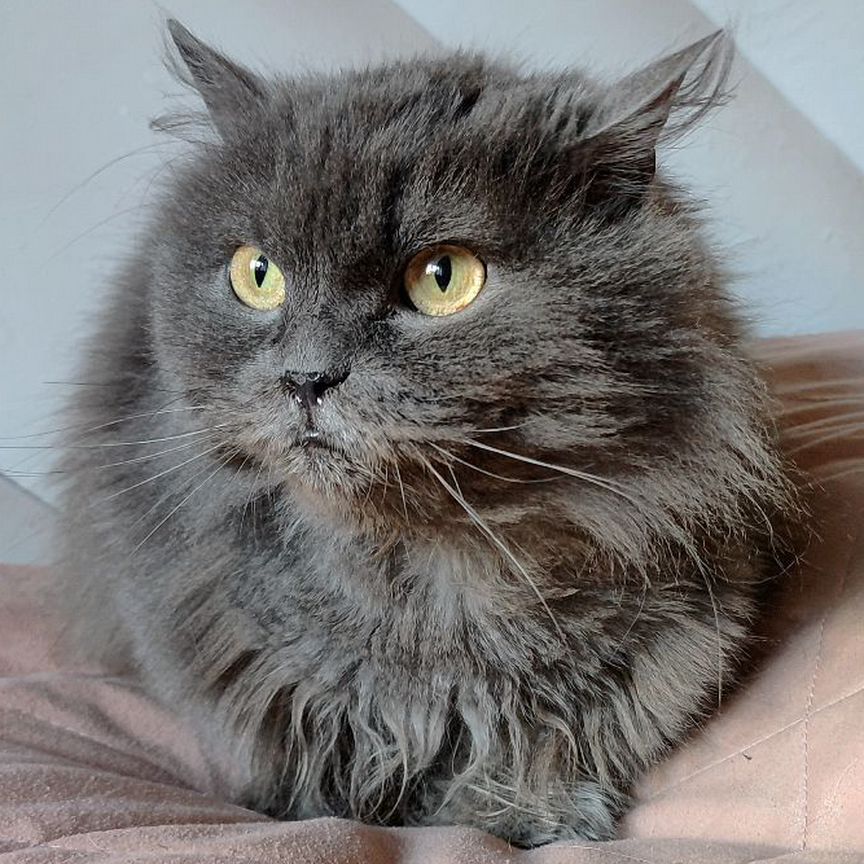 Взрослая, кошка в добрые руки