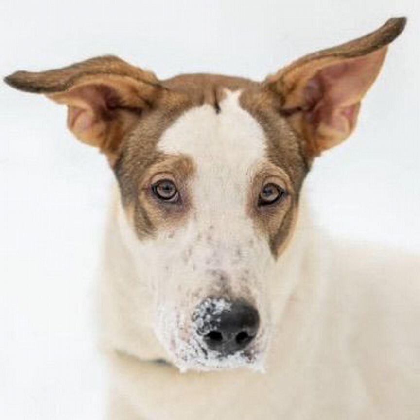 Пес Бублик рос с 80 кошками