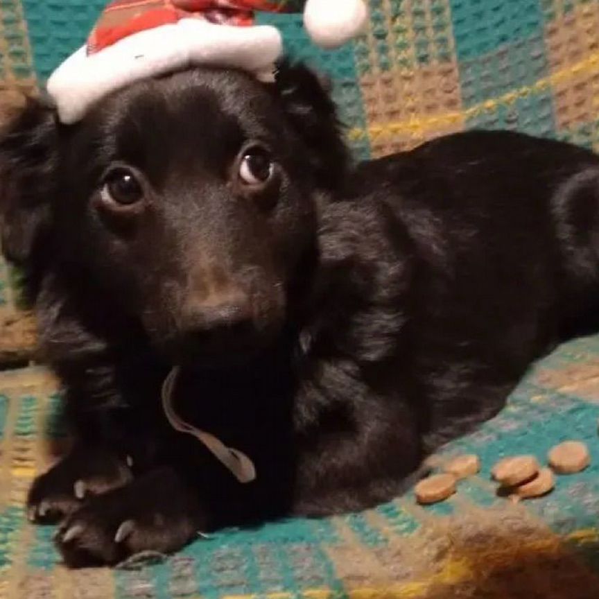 Такса, щенок