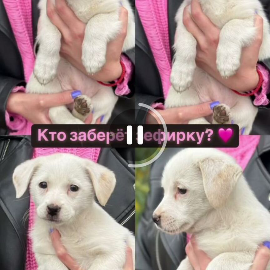 Щеночек в добрые руки