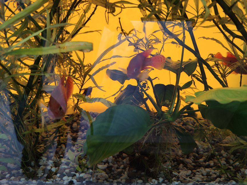 Хромисы-красавцы взрослые 10 штук