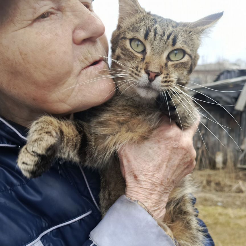 Взрослая, кошка в добрые руки
