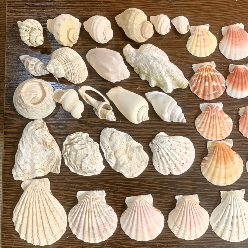 Набор ракушек 10 шт для аквариума