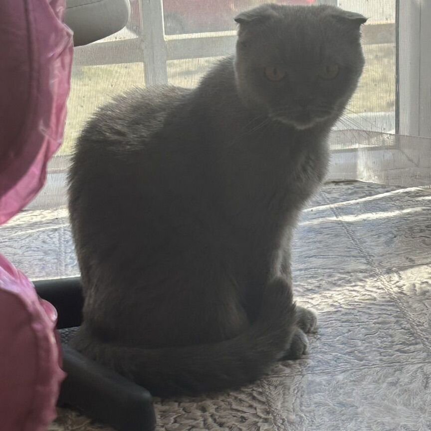 Британская короткошёрстная, взрослая кошка