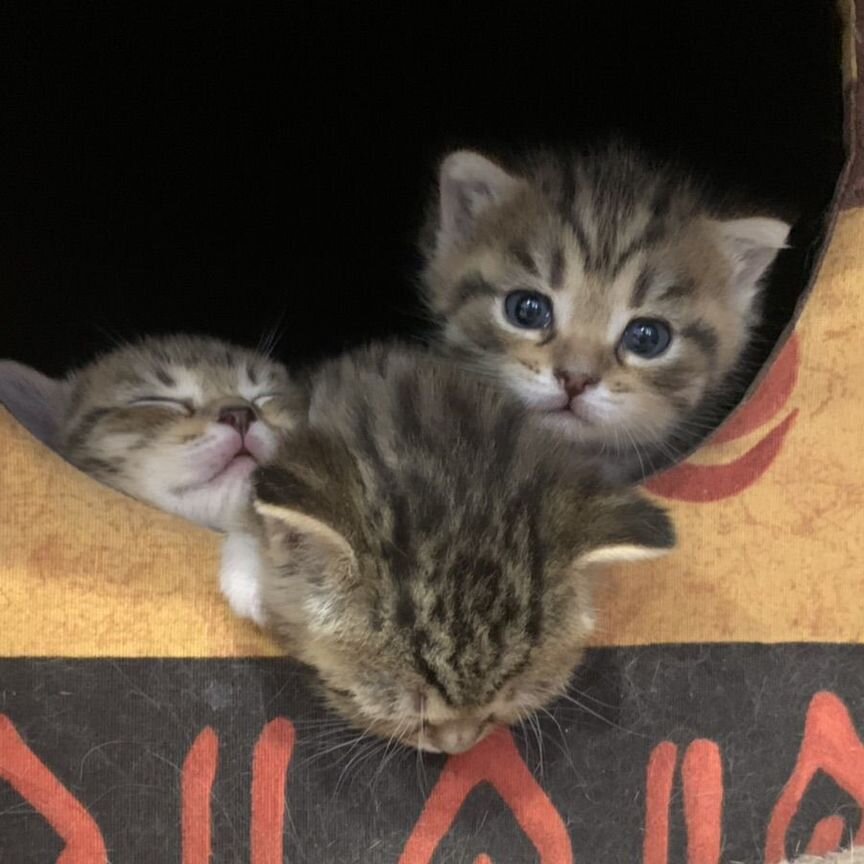 Шотландские котята