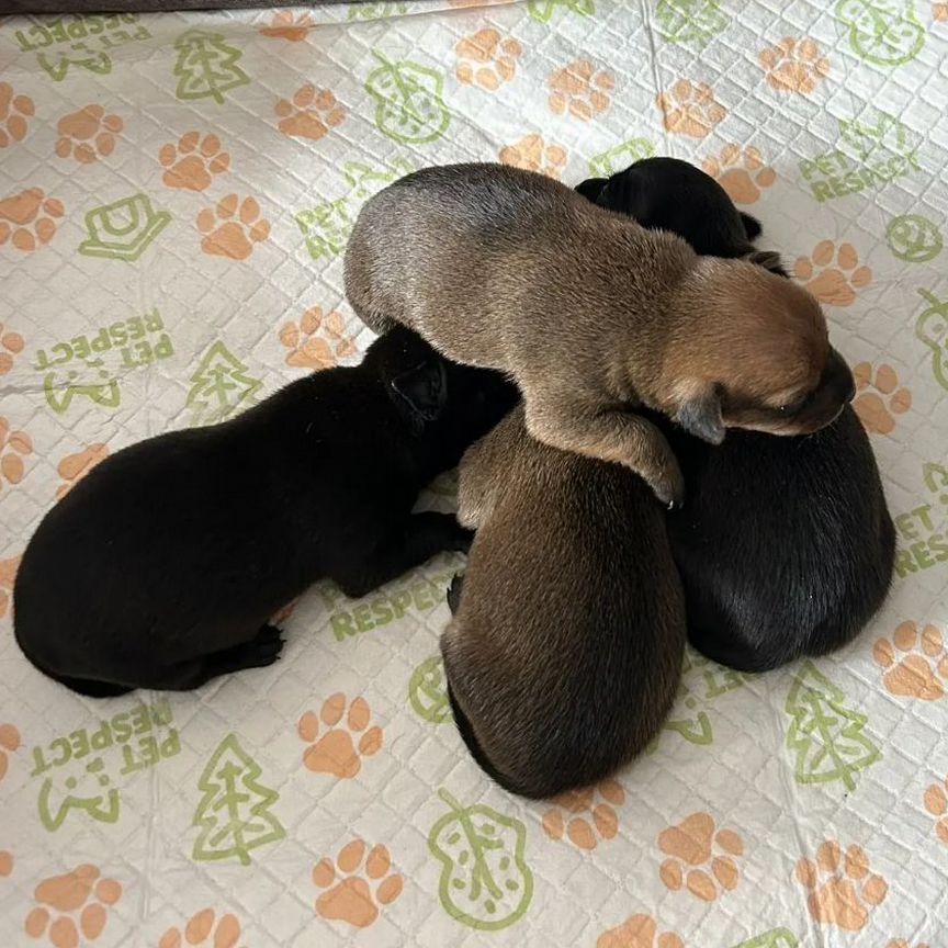 Русский той-терьер, щенок