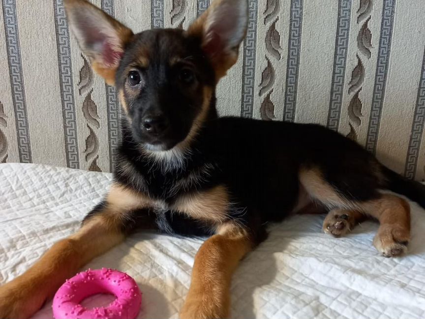 Щенок Весна в добрые руки бесплатно