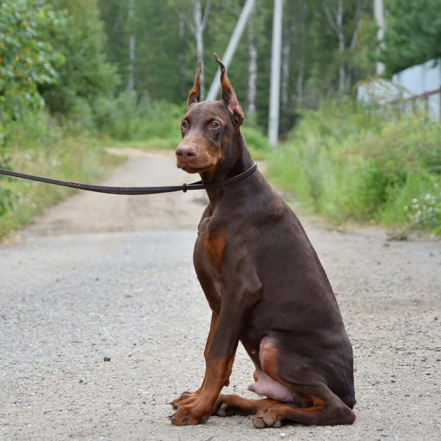 Щенок добермана