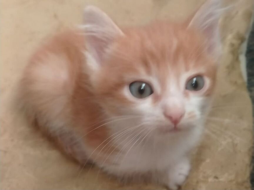 Кошка