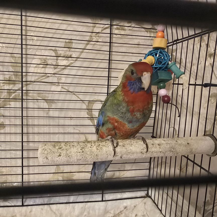 Птенец пенантовой розеллы