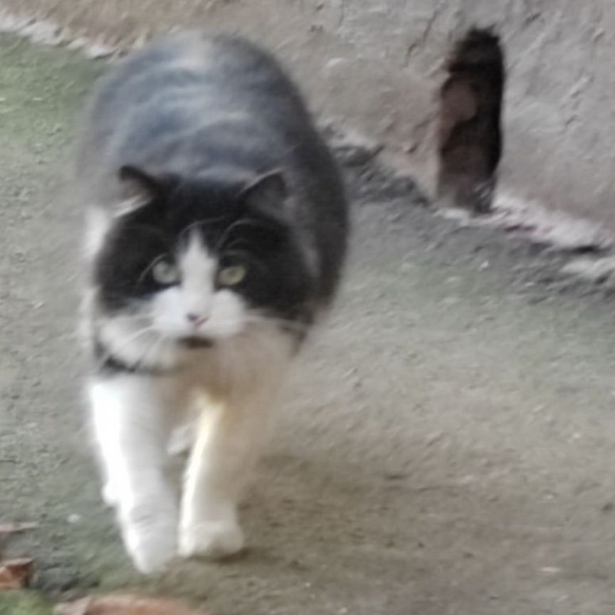 Потеряшки кошки