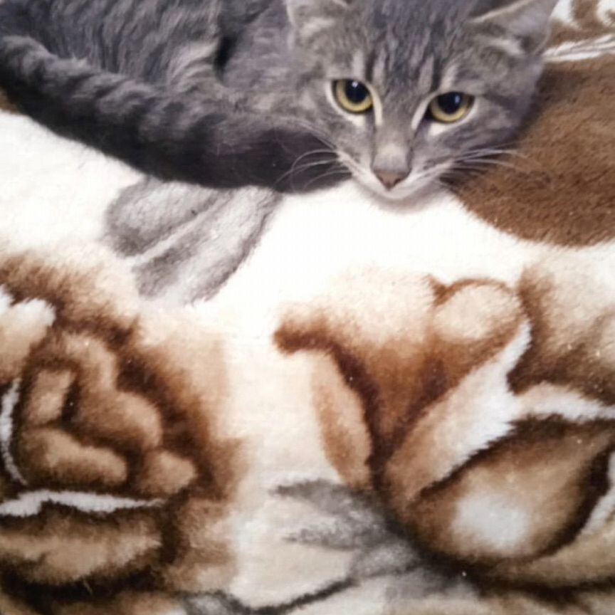 Замерзший котенок