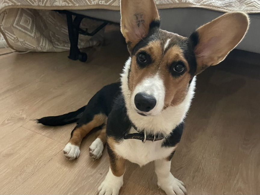 Девочка вельш корги кардиган ищет дом)