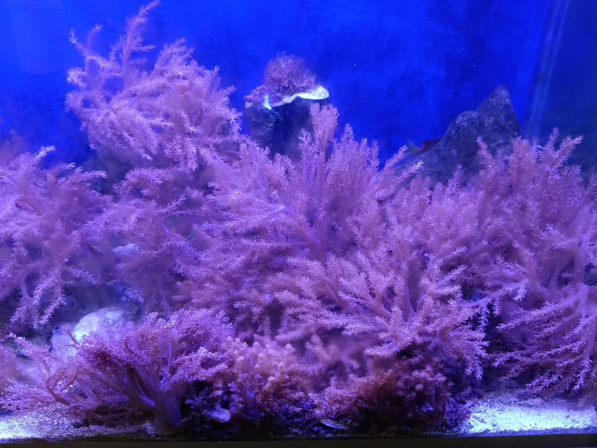 Коралл капнела