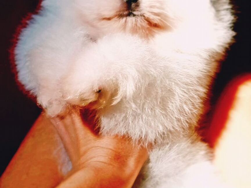 Померанский шпиц