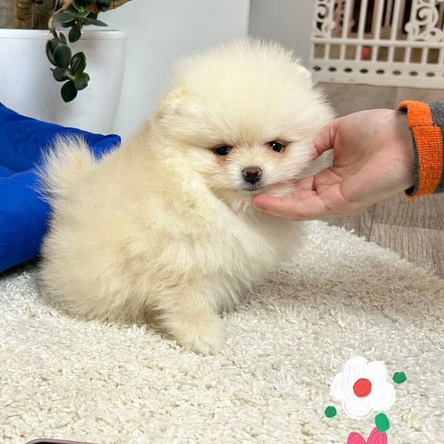 Померанский шпиц, щенок