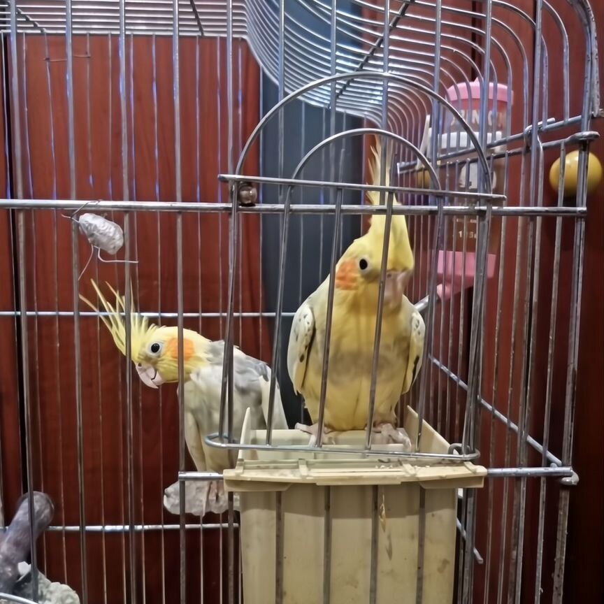 Попугаи корелла пара