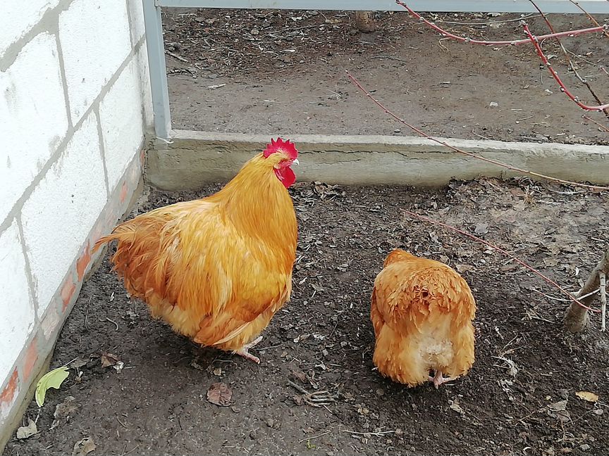 Орпингтон палевый на племя