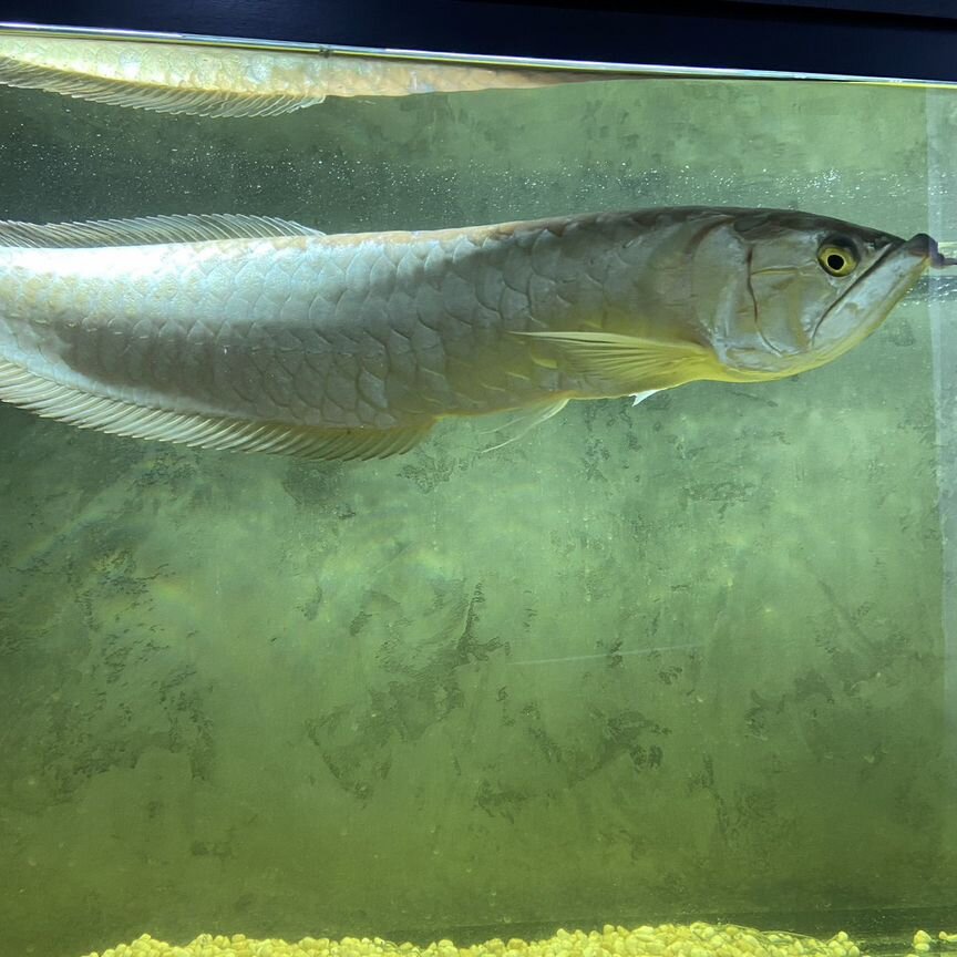 Рыба аравана