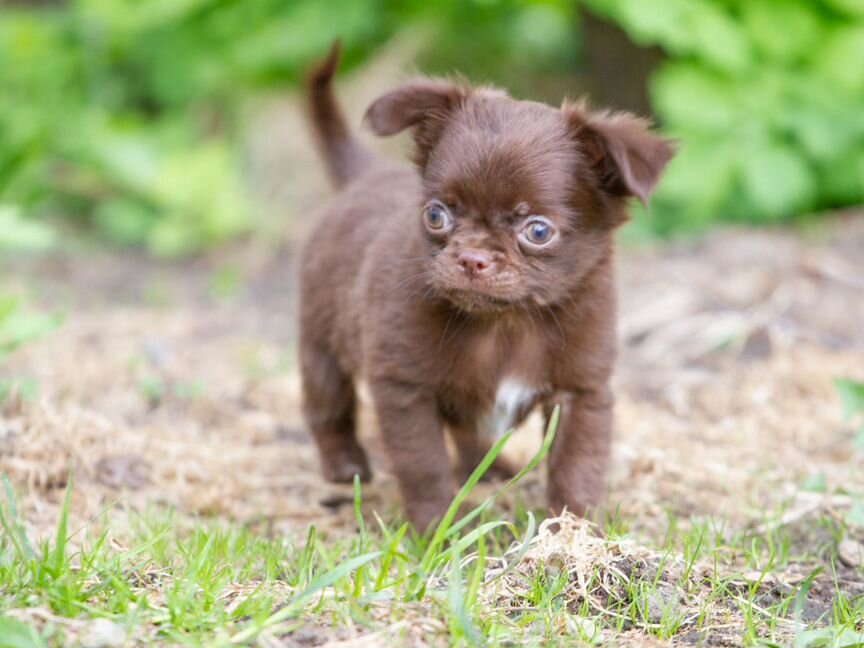 Курносый шоколадный мальчик. Щенок чихуахуа