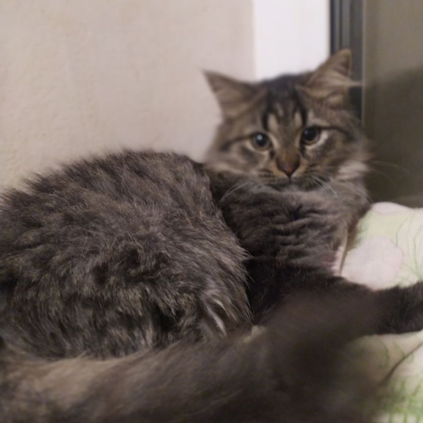 Котенок