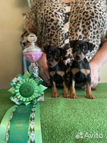 Профессиональный питомник Тень Луны