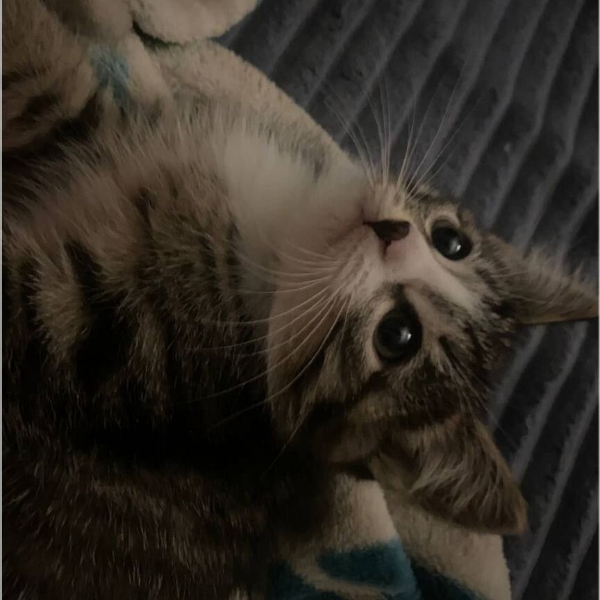 Шотландский прямоухий короткошёрстный котёнок