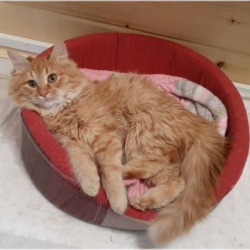 Два рыжих котенка ищут одну семью