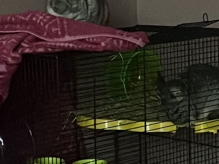 Клетка для грызунов новая