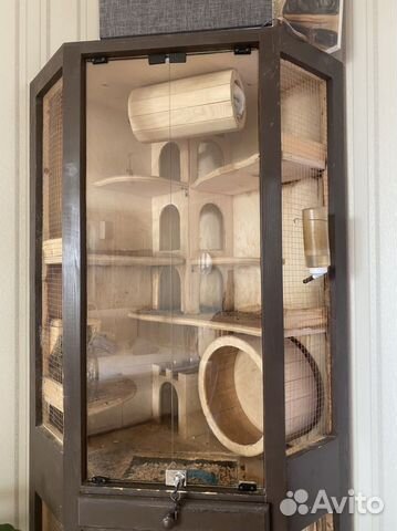 Витрина с шиншиллами