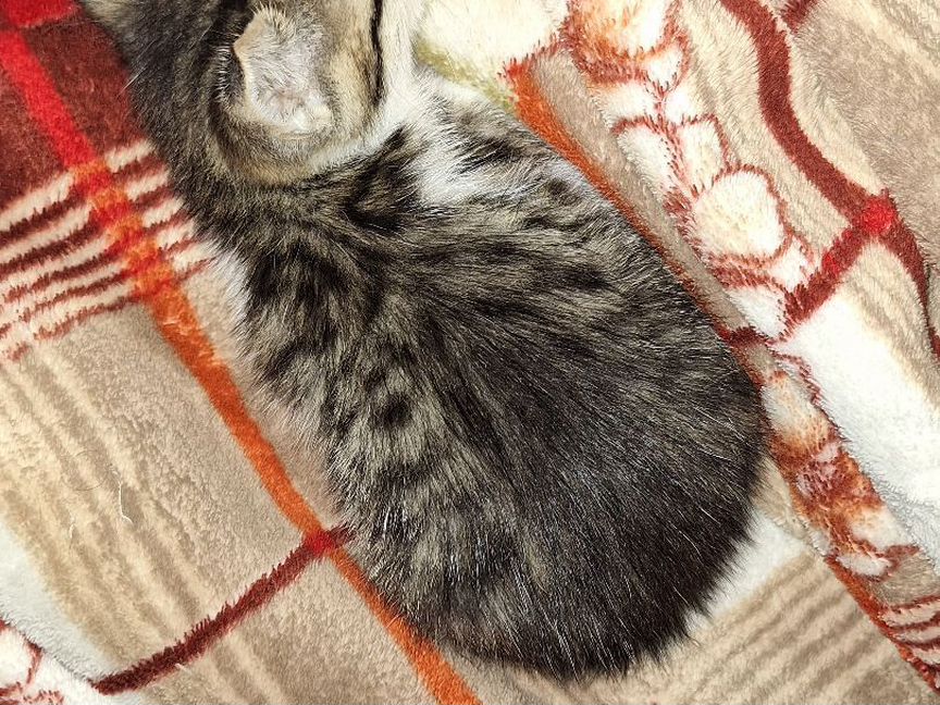Котёнок