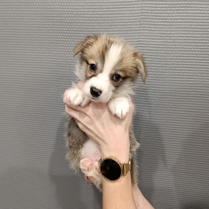 Щенок вельш корги пемброк