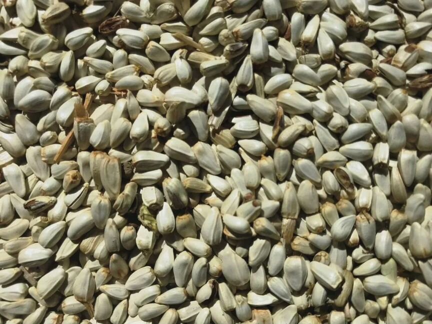 Продаю сафлор