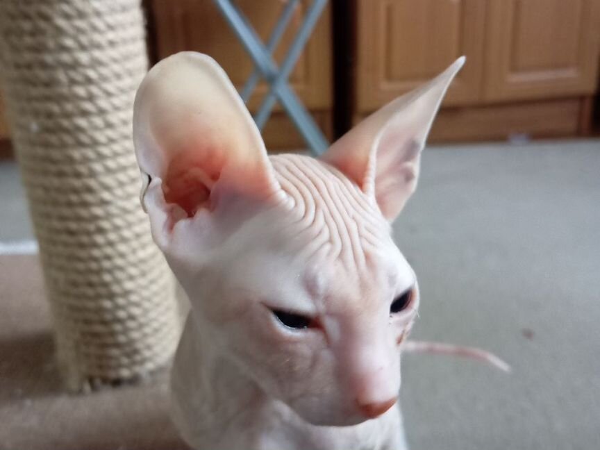 Донской сфинкс