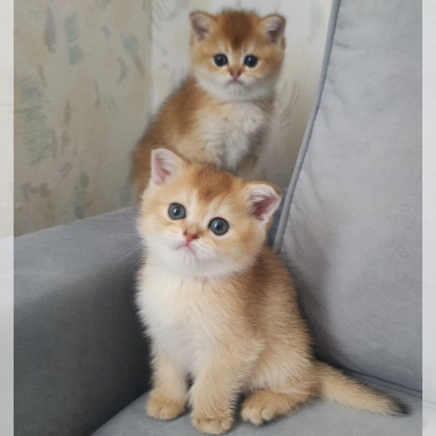 Шотландский вислоухий короткошёрстный котёнок