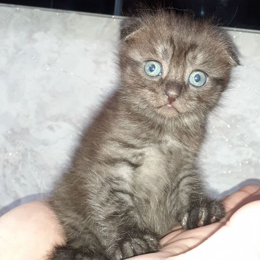 Британский короткошёрстный котёнок