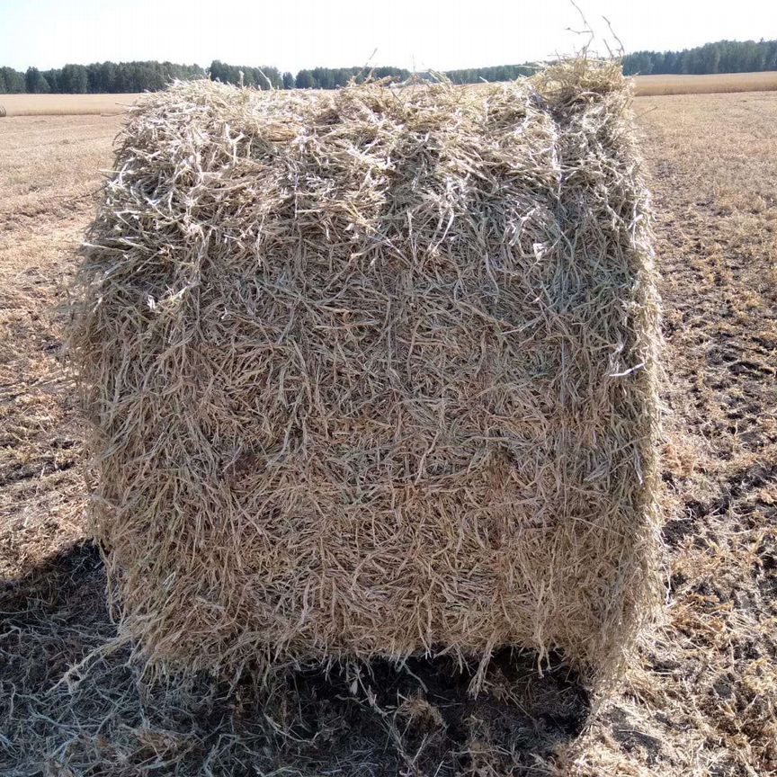 Солома