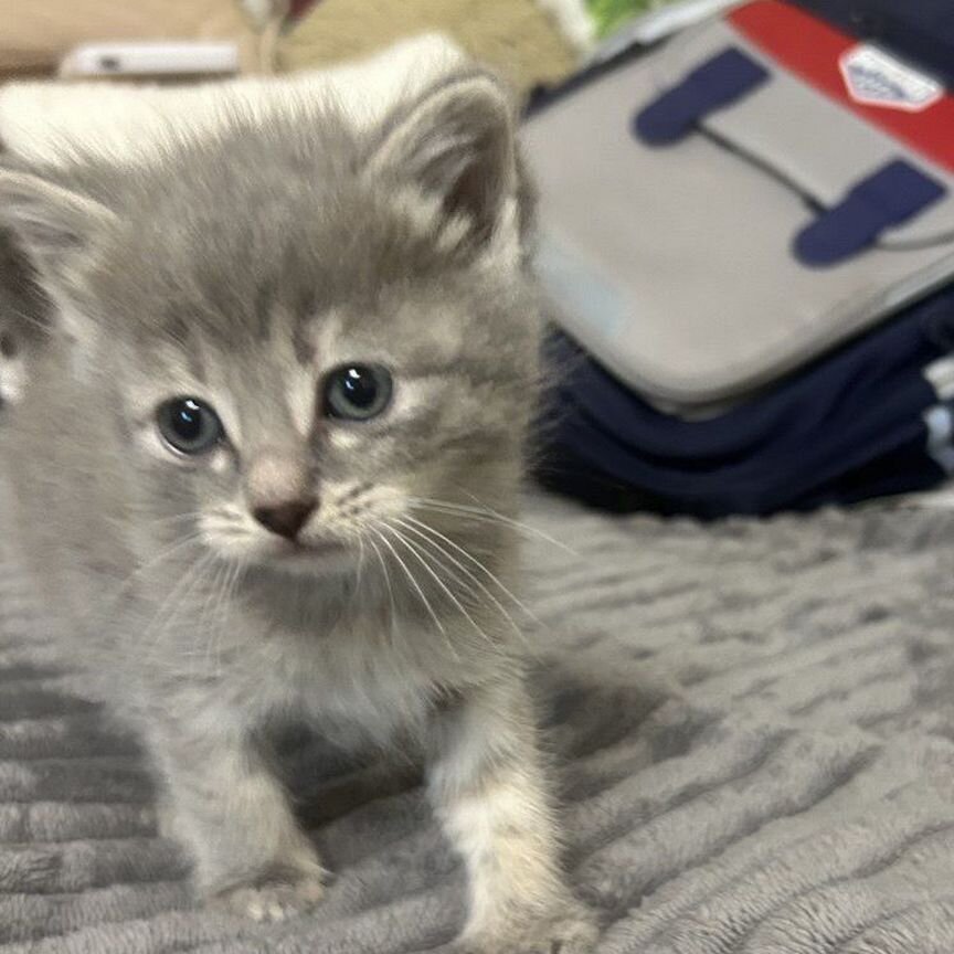 Британский длинношёрстный котёнок