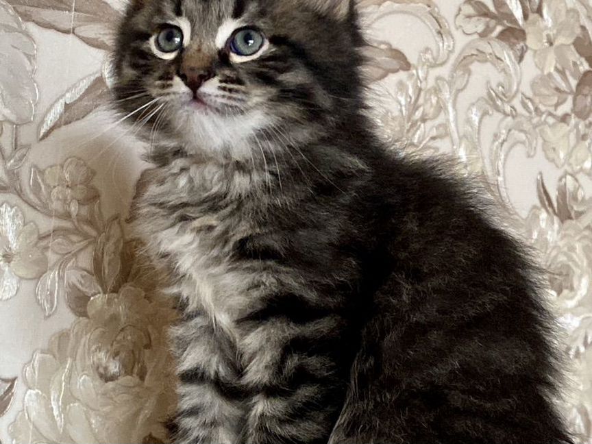 Котята сибирской породы (мальчики) 1,5 мес