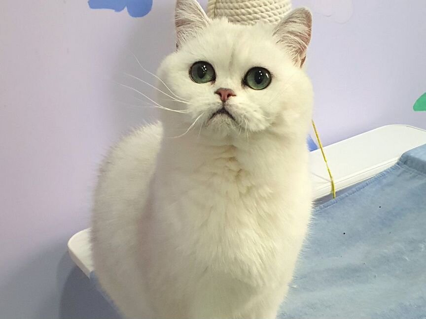 Британская кошка