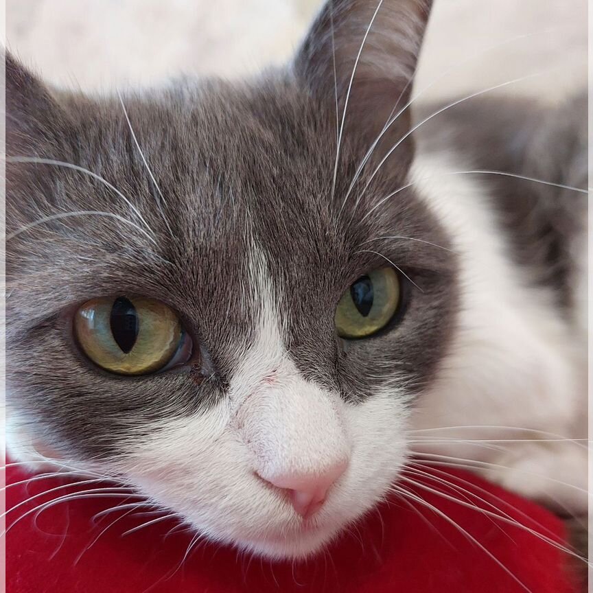 Дымка в дар