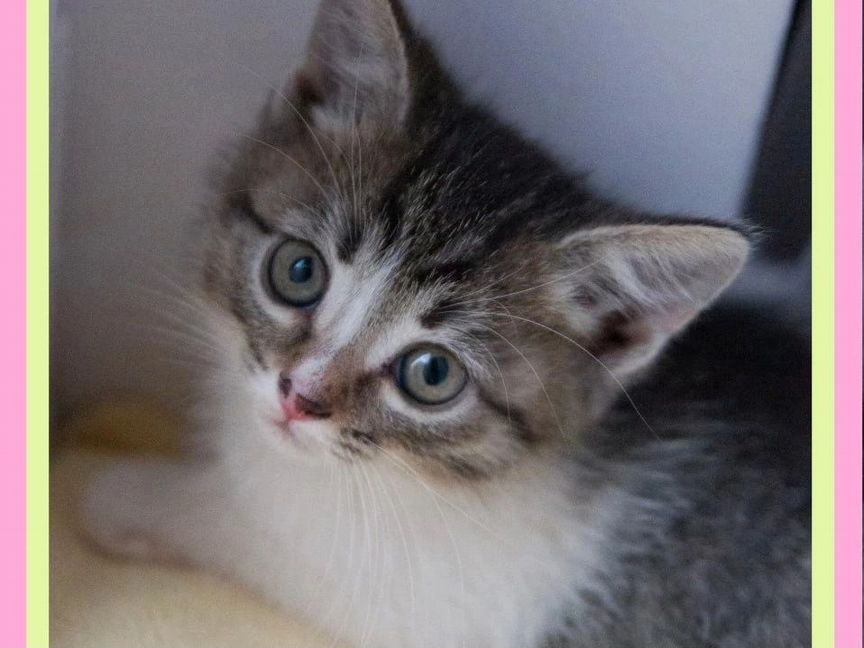 Кошка