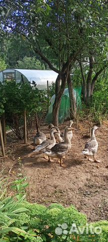 Гуси молодняк