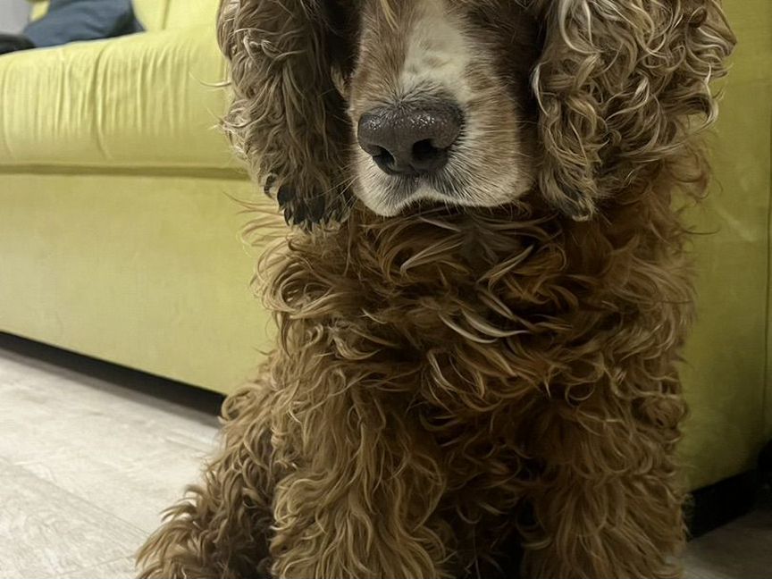 Найдена собака спаниель