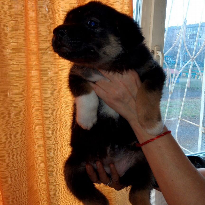 Щенок в добрые руки